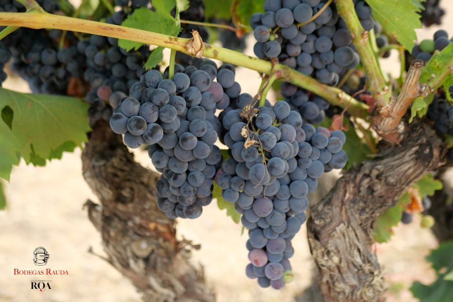 ¿Qué es la pruina? Beneficios para la uva - Tinto Roa